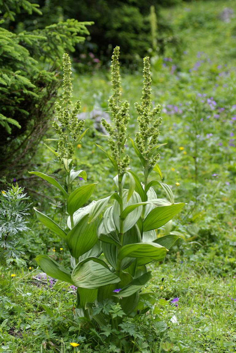 Germer, Veratrum album