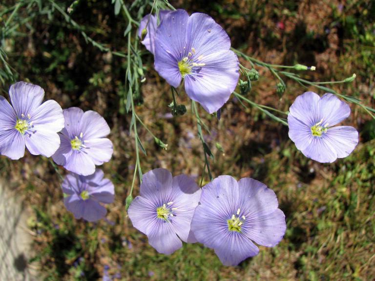 Staudenlein, Ausdauernder Lein, Linum perenne